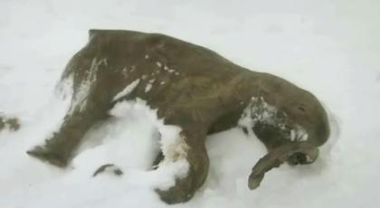 National Geographic: Waking the Baby Mammoth