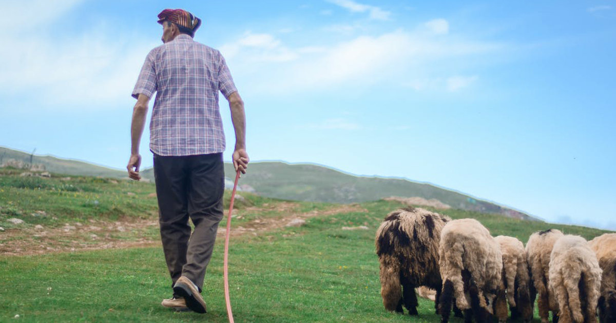 The Shepherd and the Wild Sheep