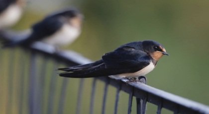 Superstitions About Birds