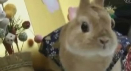 Japanese Bunnies Jumpstart Their Year