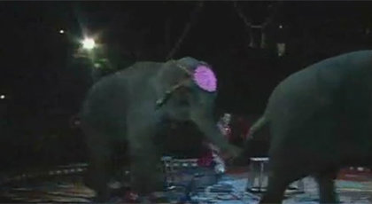 How to Keep Circus Animals Safe and Healthy