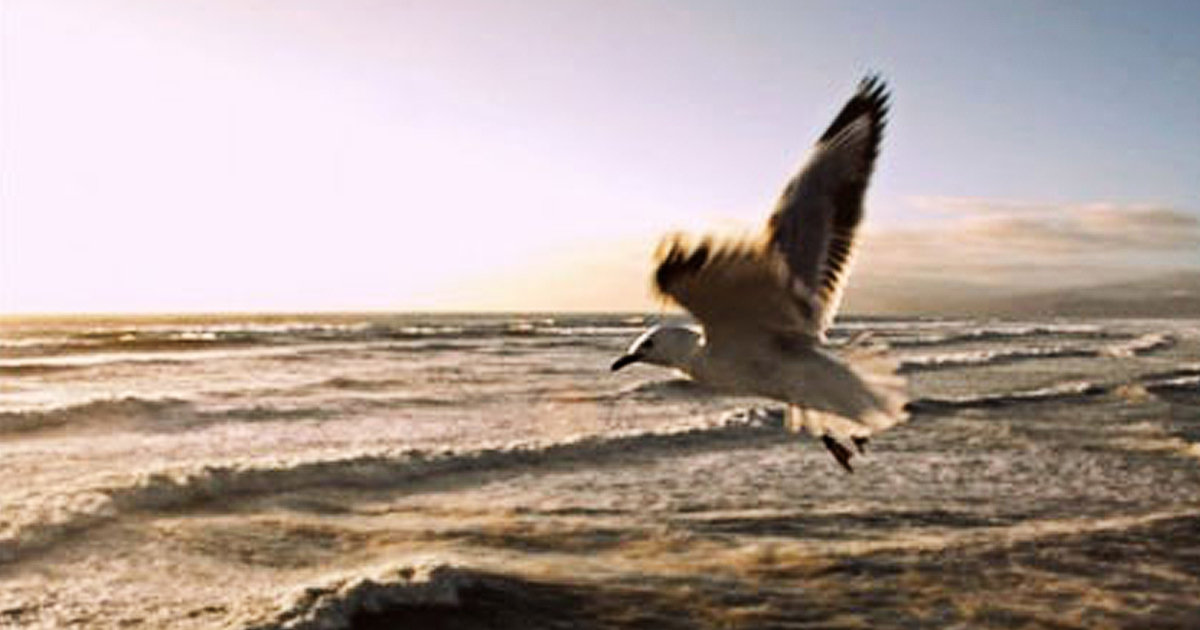 Animals: Tsunami Psychics?