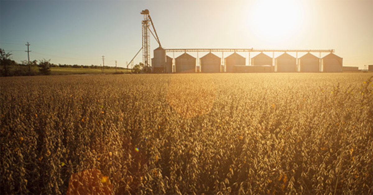 Food, Inc: Monsanto Controls 90% of US Soybean 2