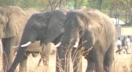 Wild Animal Town: A Balance that Works