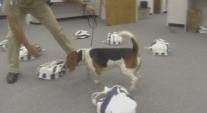 Beagle Brigade: Detector Dog 2