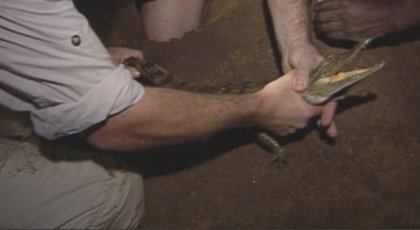 Cave Crocs of Madagascar