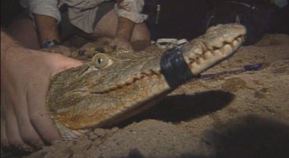 Cave Crocs of Madagascar