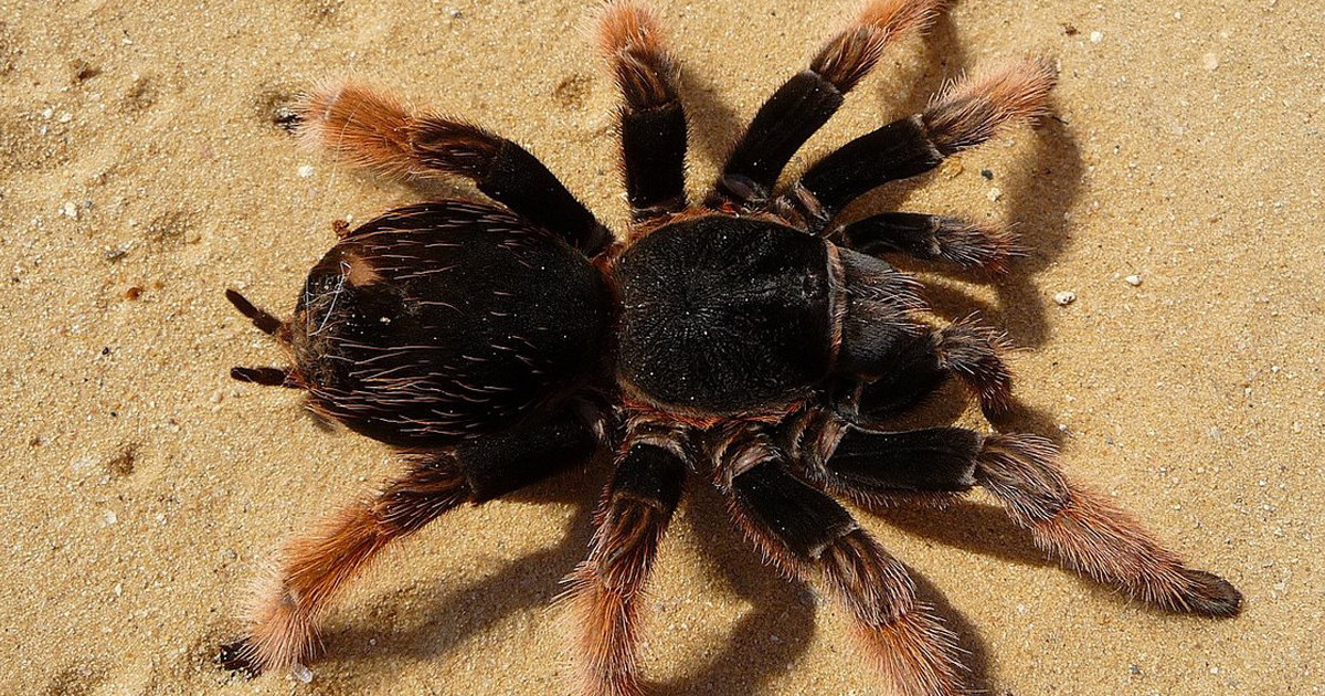 Tarantula: The World's Biggest Spider