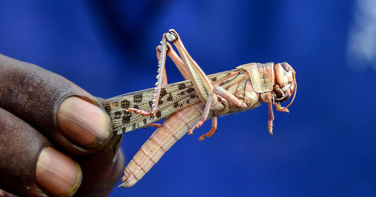 Locusts: The Perfect Swarm 1