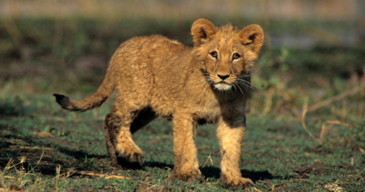 How Do Animals Move?