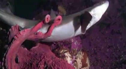Shark vs. Octopus