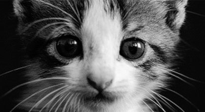 Cute Photos Increase Productivity