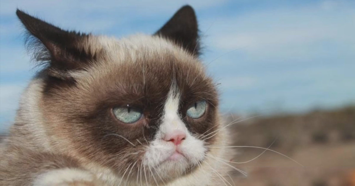 Grumpy Cat Stars in a Movie