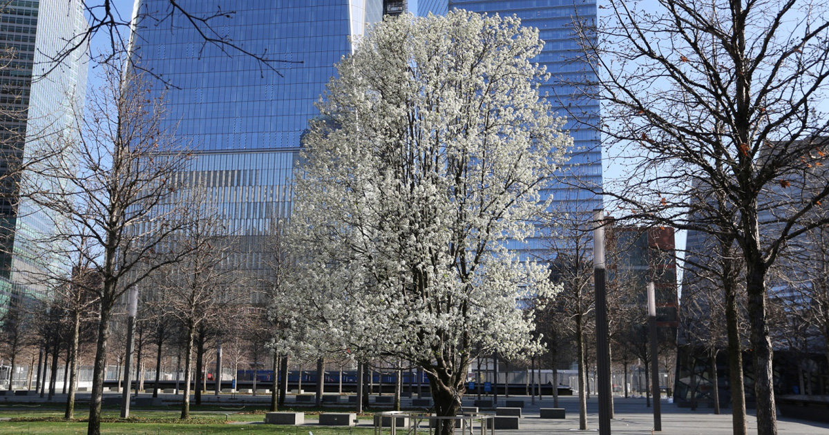 The 9/11 Survivor Tree