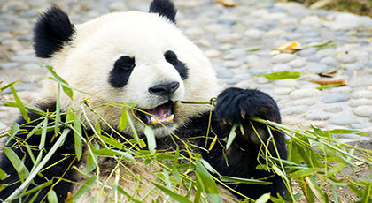 Animals and Their Food