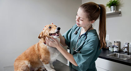 What's Inside Your Dog's Mind?