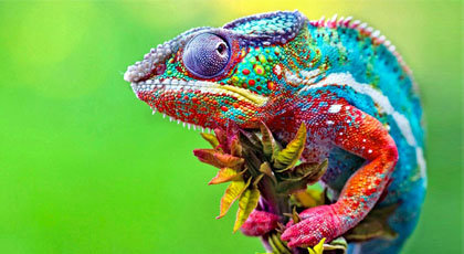 Cool Chameleon Colors