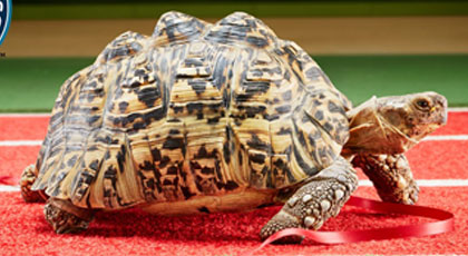World's Fastest Tortoise