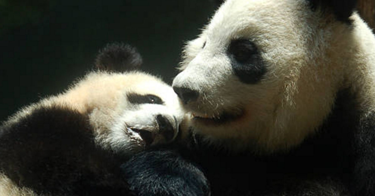 Newborn Baby Panda Becomes a Star