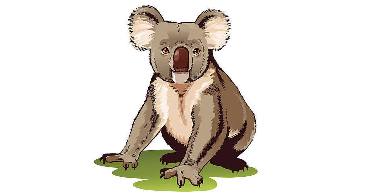 Queen Quail, King Koala