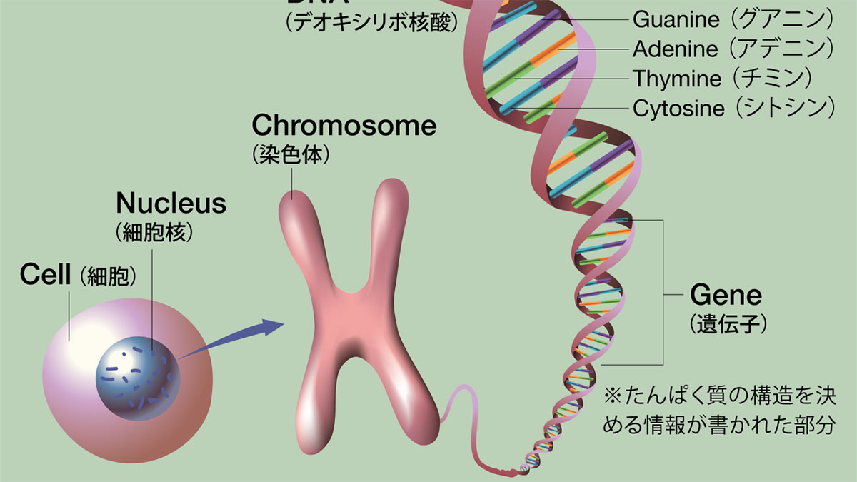The Discovery of DNA 2