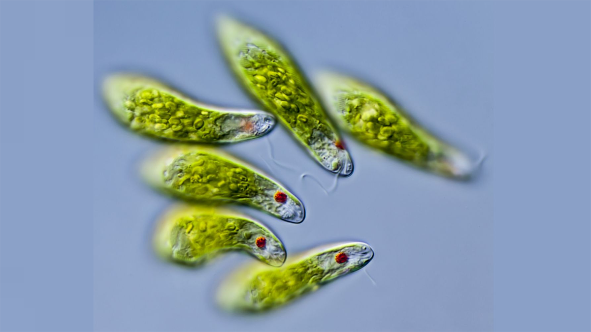 What Is Euglena?