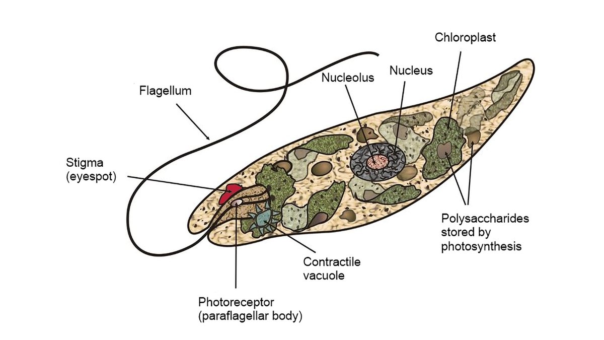 The Structure of Euglena