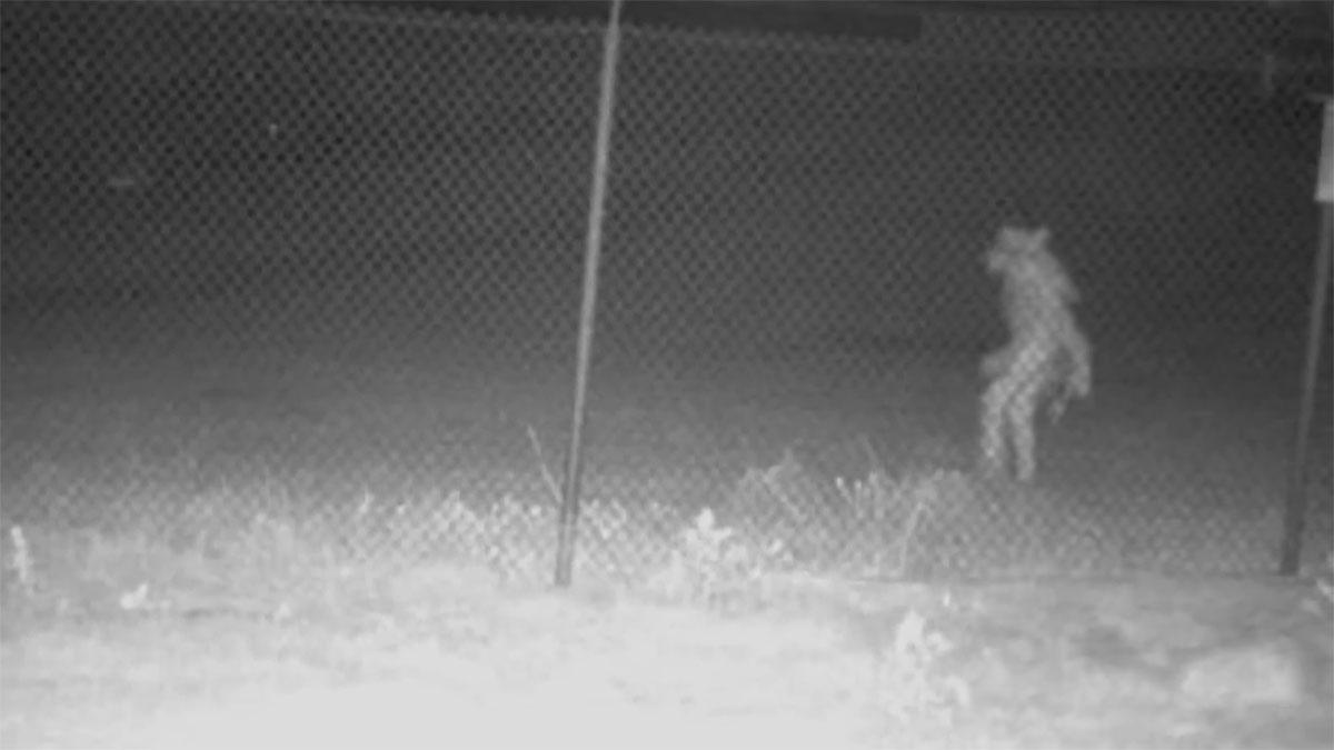 Mystery Creature Caught On Camera