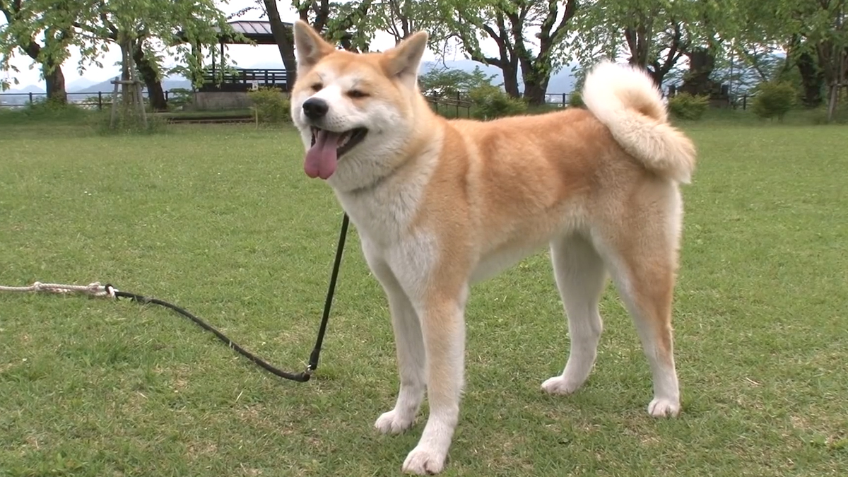 Japan's Most Faithful Dogs
