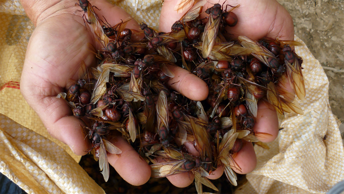 Colombia's Gigantic Fried Ants