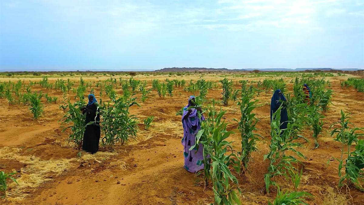 What is the Great Green Wall of Africa?