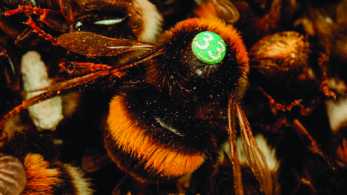 A Pretty Smart Bumblebee