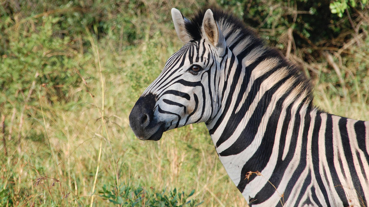 Zebra Stripes Against Flies
