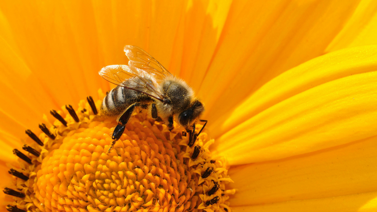 Bees Know How You Feel