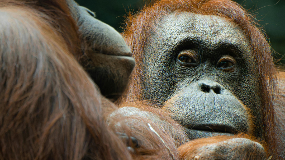 Ape Seen Using Plant as Medicine
