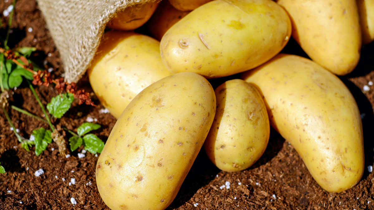 The Origin of the Potato