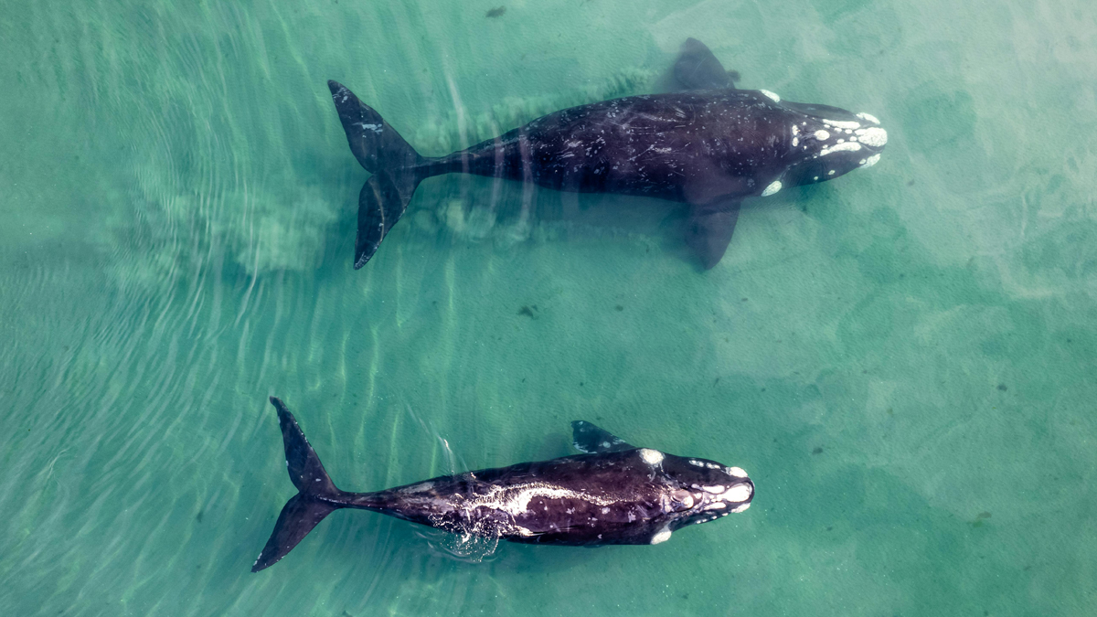 The Language of Whales