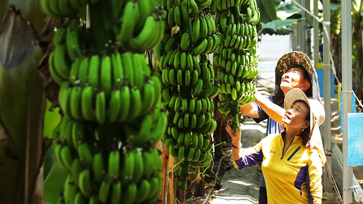 South Korea Can Grow Bananas Now