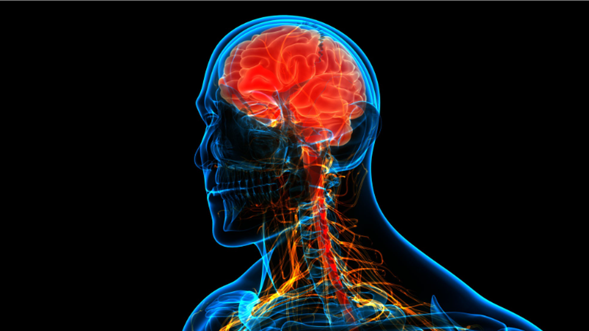 How Does the Brain Work