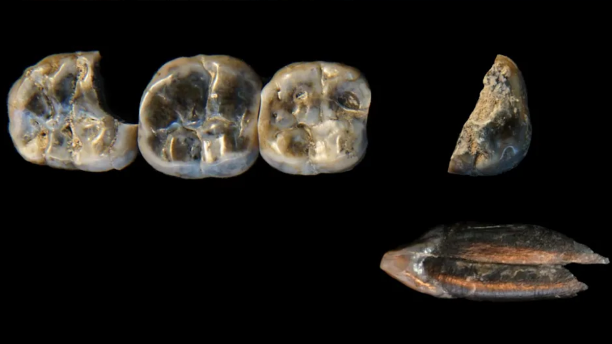 Ancient Teeth Reveal New Human Species